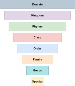Classification System of Living Organisms - Simplebiol